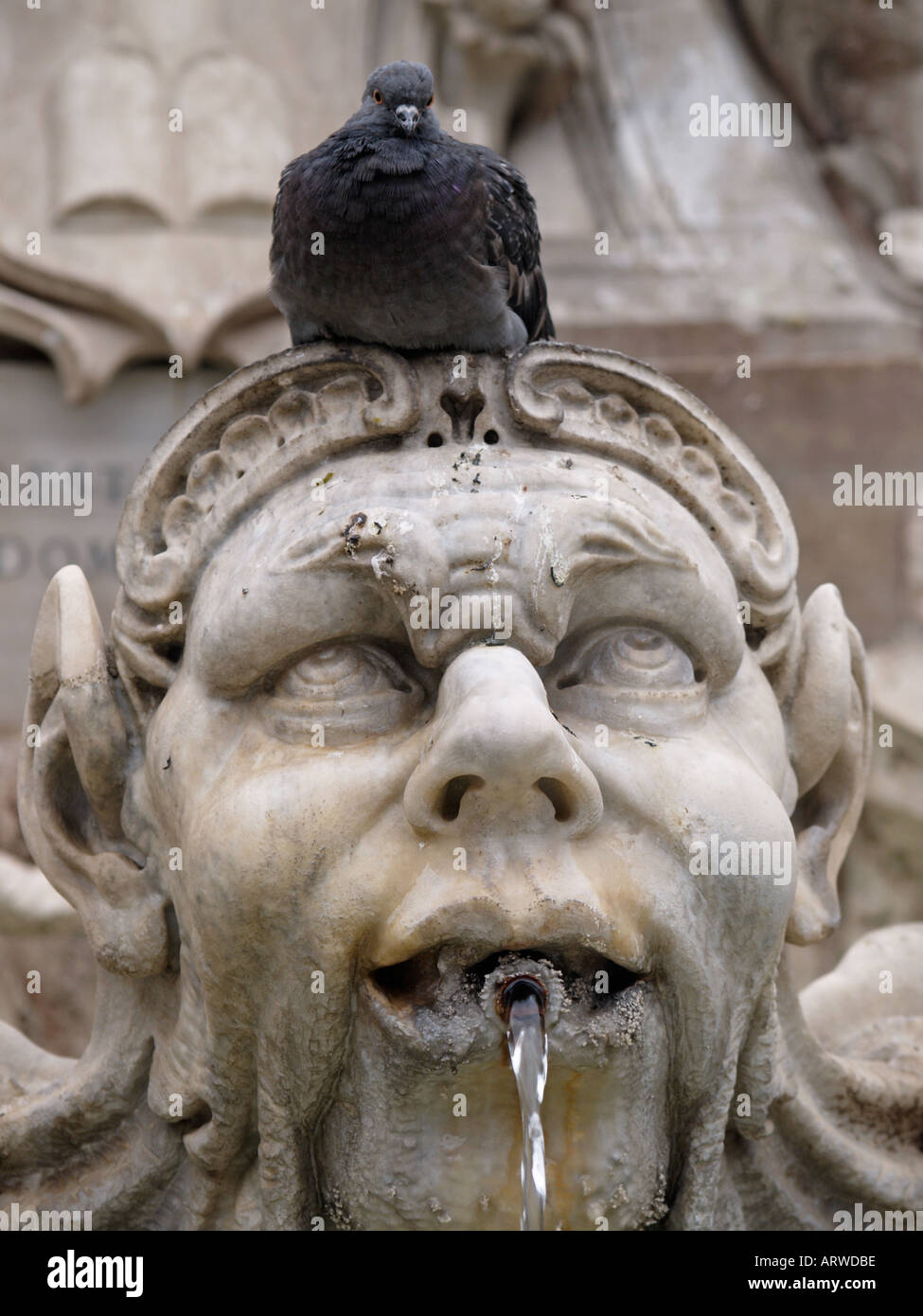 Pigeon dove sitting on the fountain on Piazza delle Rotonda where the ...
