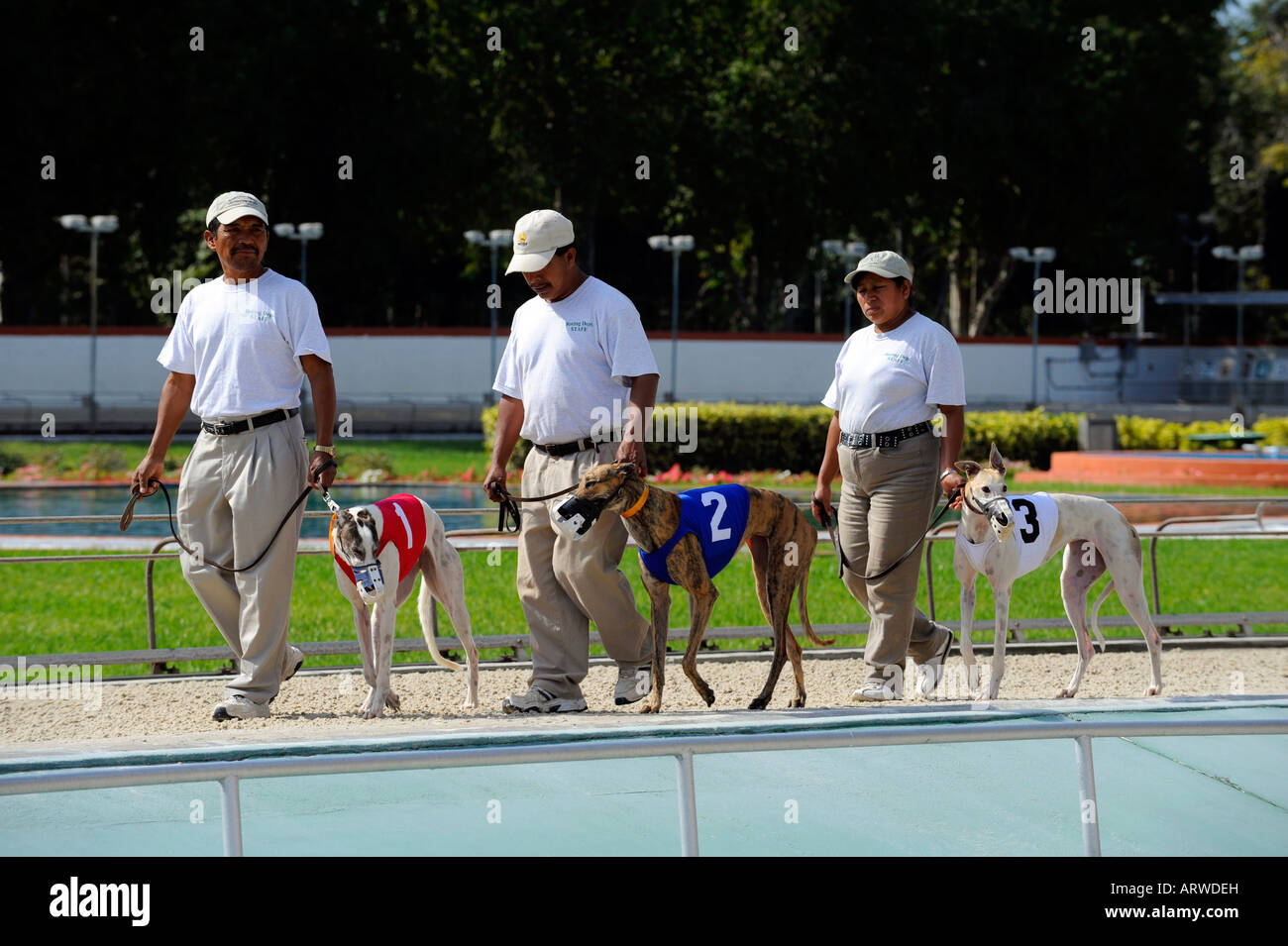 Greyhound dog racing at Fort Myers Naples dog track Florida Stock Photo ...