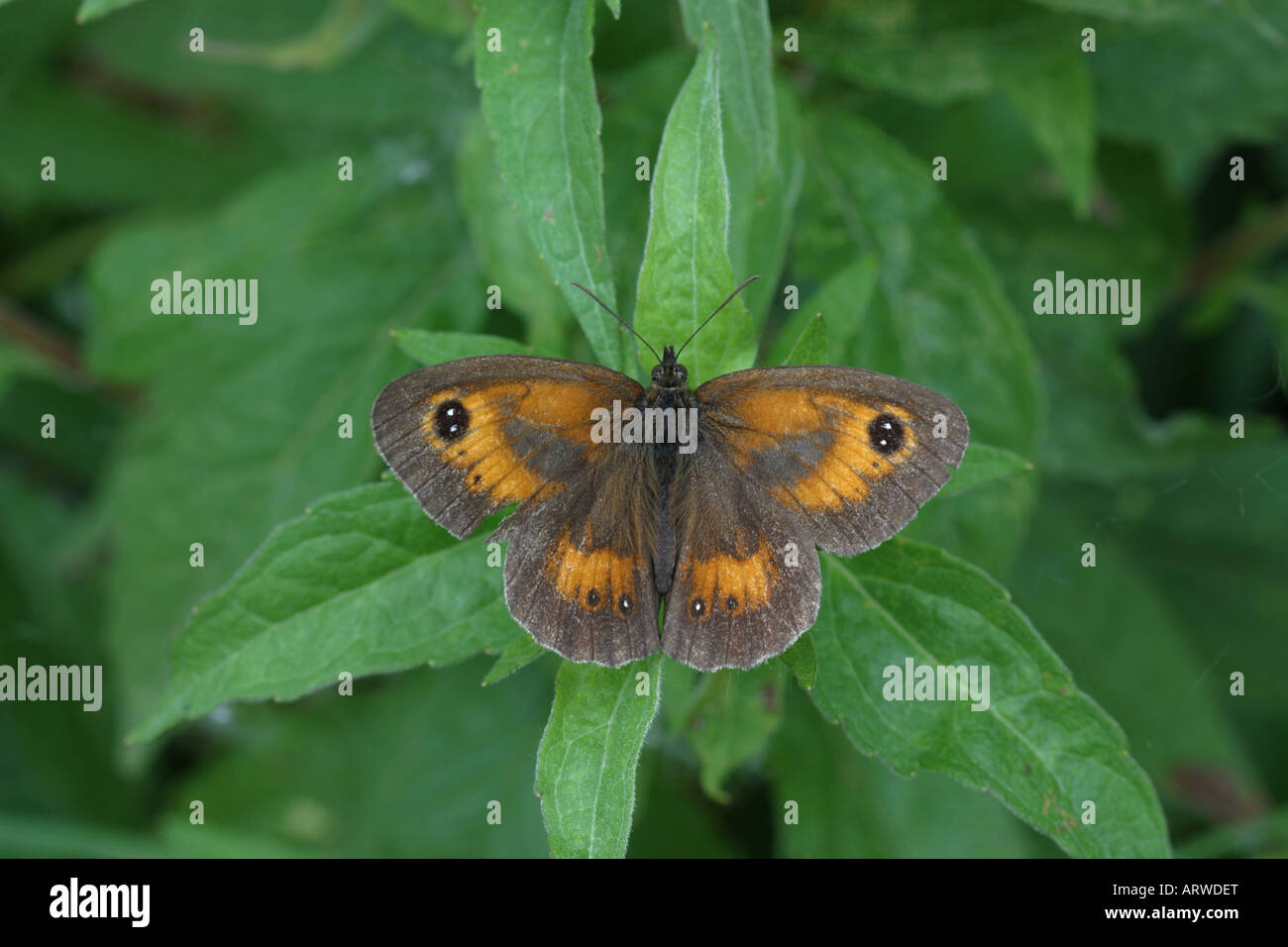 Gatekeeper butterfly Pyronia tithonus Stock Photo - Alamy