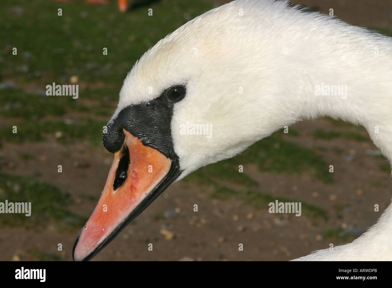 Swan nose hi-res stock photography and images - Alamy