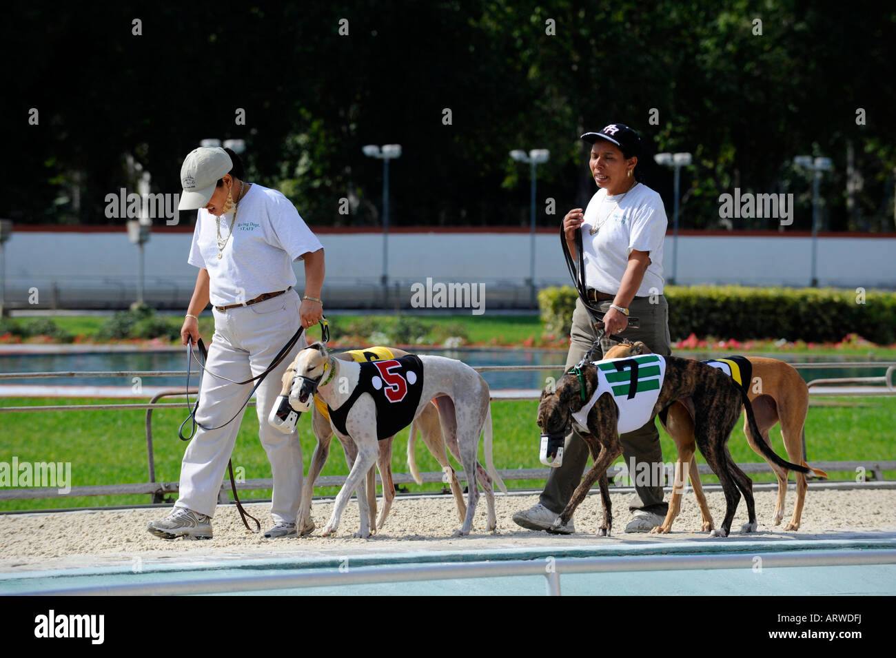 Naples ft myers dog racing track hi-res stock photography and images ...