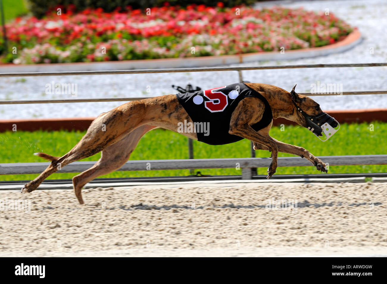 Greyhound dog racing at Fort Myers Naples dog track Florida Stock Photo ...