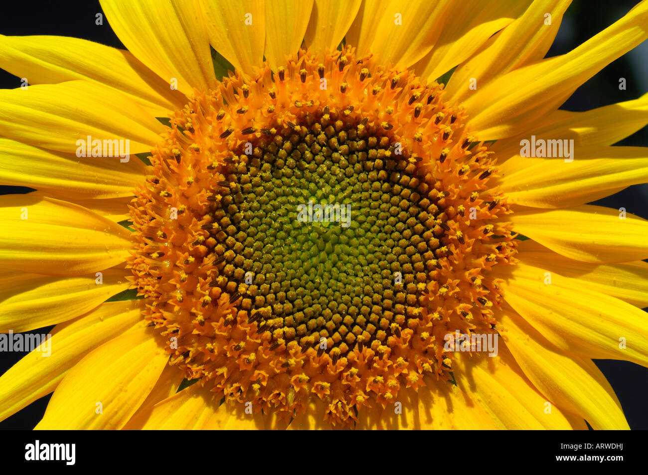 Compositae flower Cut Out Stock Images & Pictures - Alamy