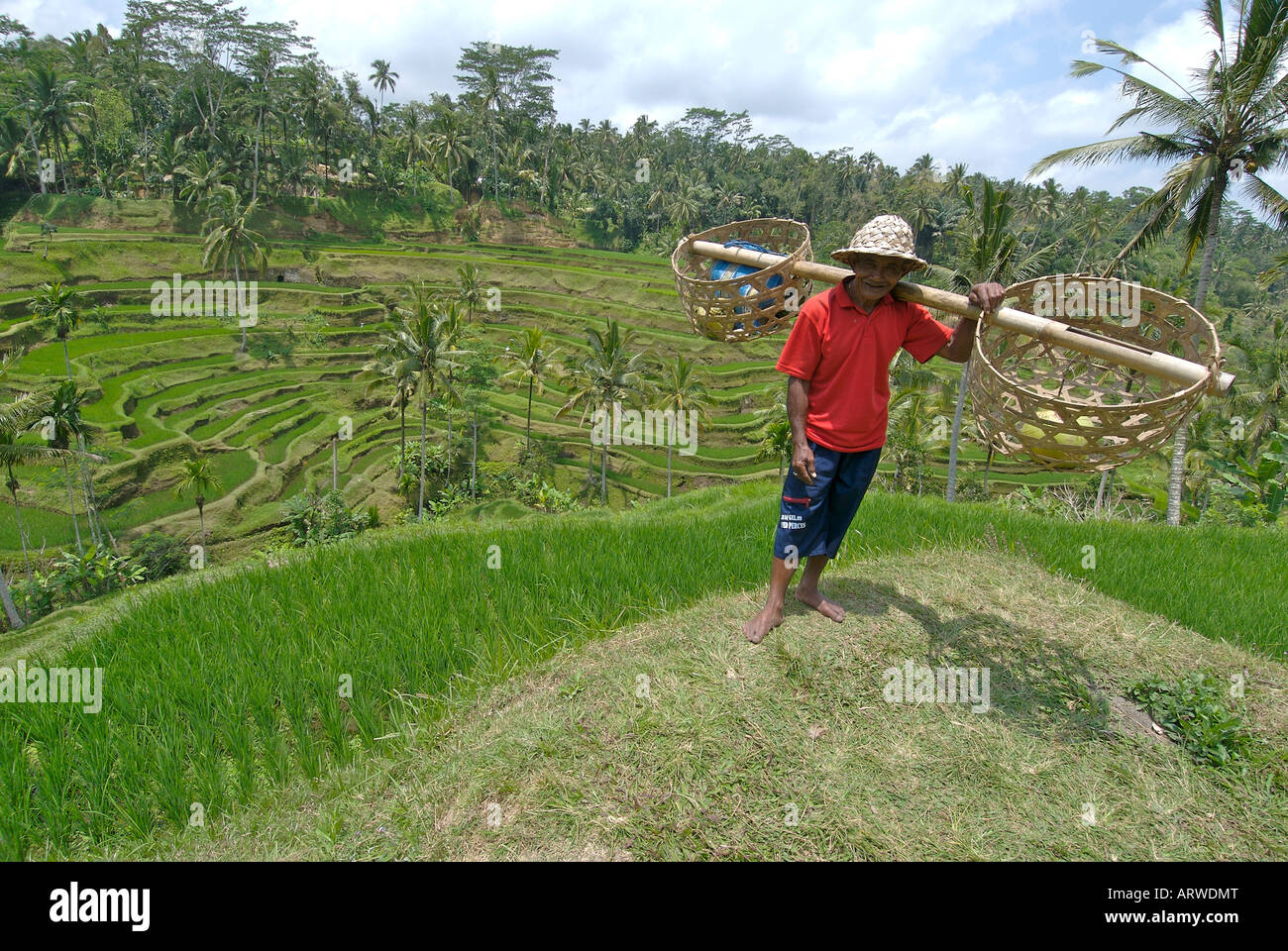 A rice farmer carries baskets across terraced rice fields near the town ...