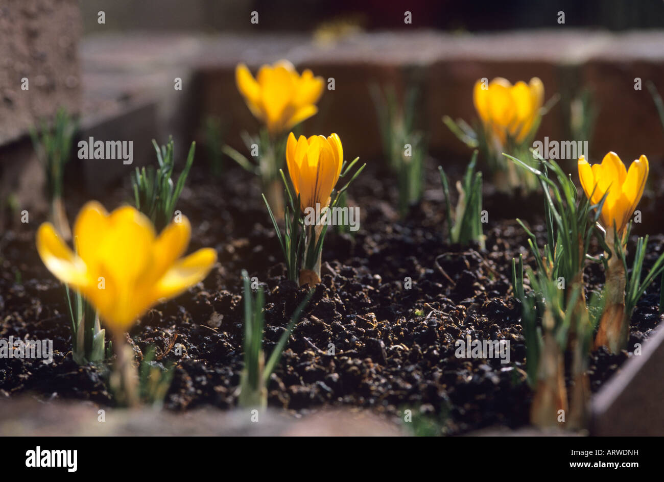 Emerging petals hi-res stock photography and images - Alamy