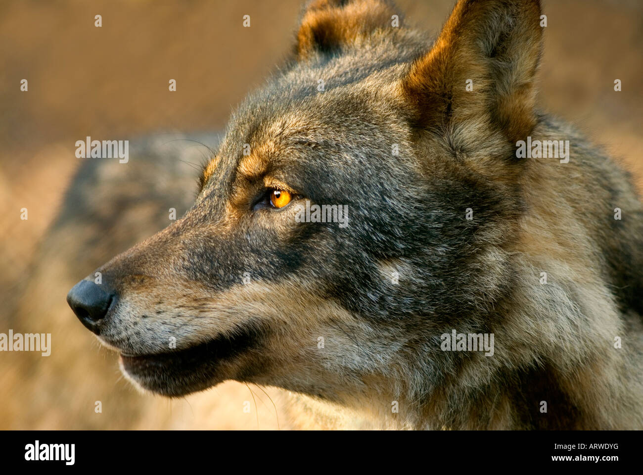 IBERIAN WOLF Canis lupus signatus Stock Photo - Alamy