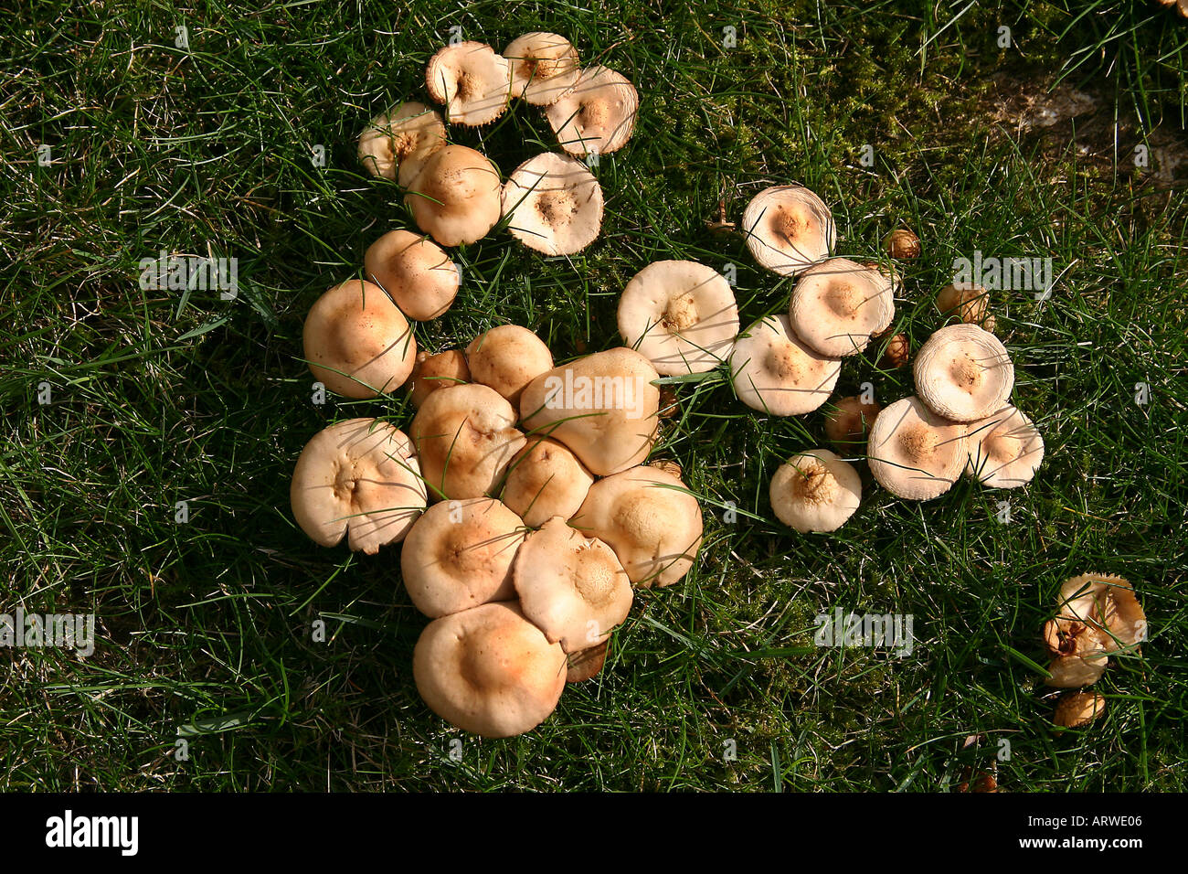 Toadstools fairy ring hi-res stock photography and images - Alamy