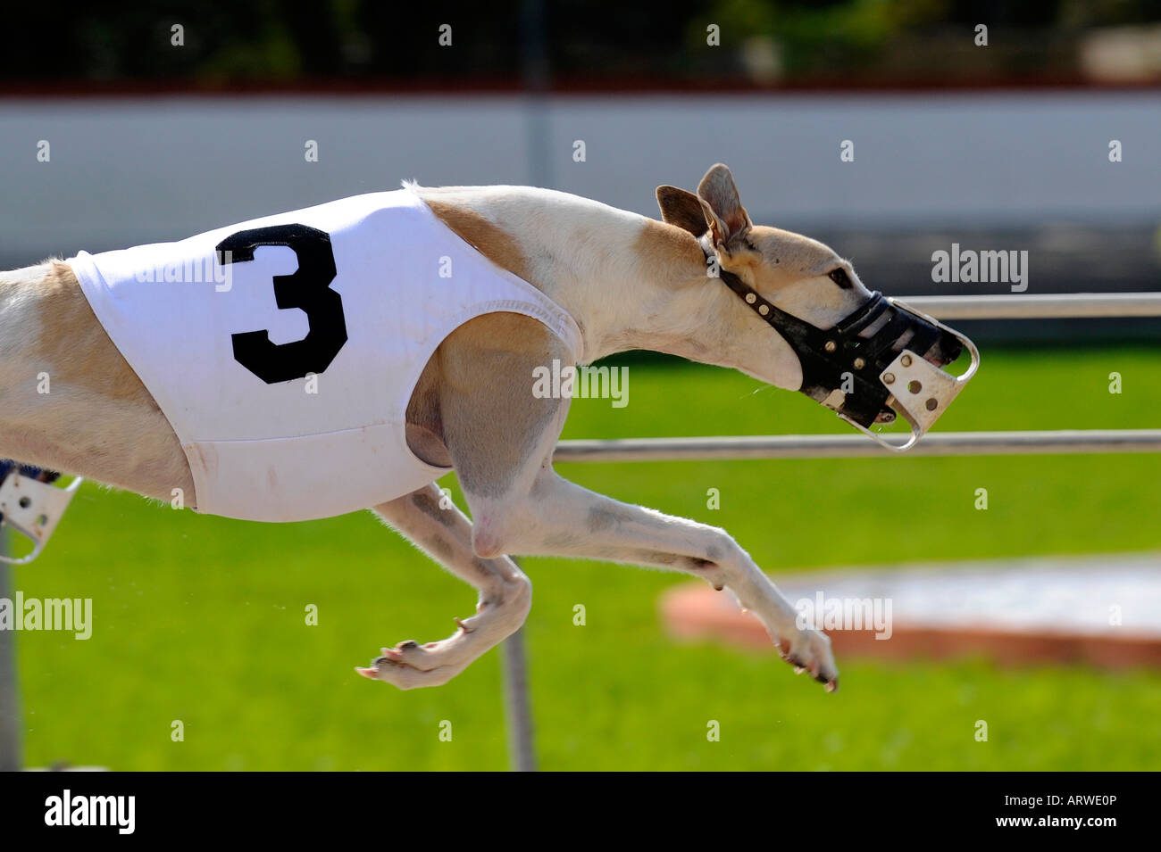 Greyhound dog racing at Fort Myers Naples dog track Florida Stock Photo ...