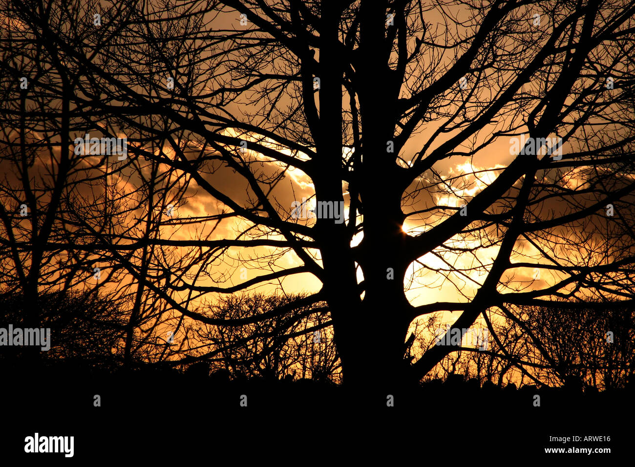 Shape of deciduous tree in woodland against setting sun Stock Photo - Alamy