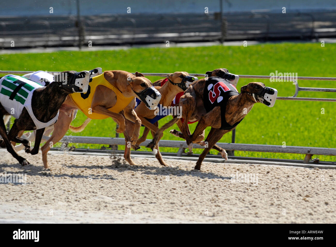 Greyhound dog racing at Fort Myers Naples dog track Florida Stock Photo ...