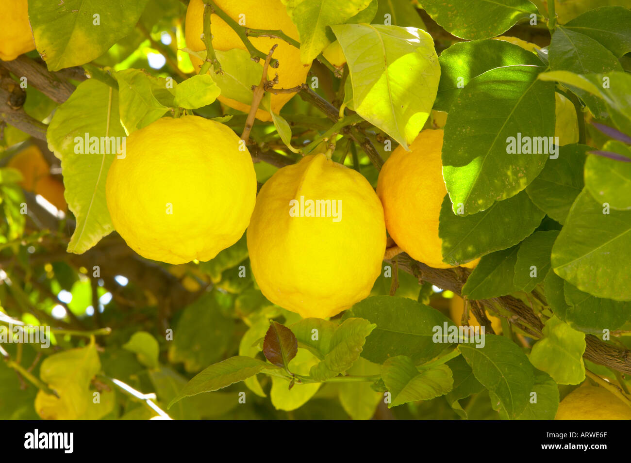 Cyprus lemons hi-res stock photography and images - Alamy
