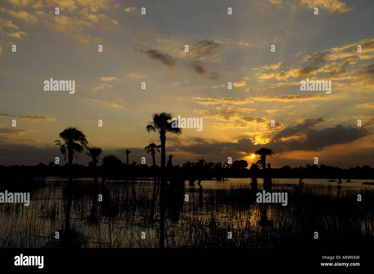 Viera florida hi-res stock photography and images - Alamy