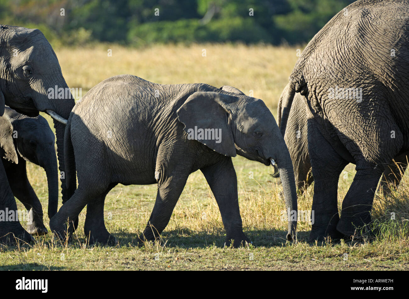 Elefantes africa hi-res stock photography and images - Alamy