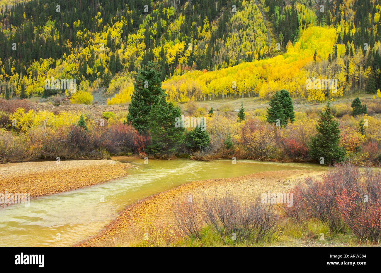 Fall foliage and stream on Hwy 550 Colorado USA Stock Photo - Alamy