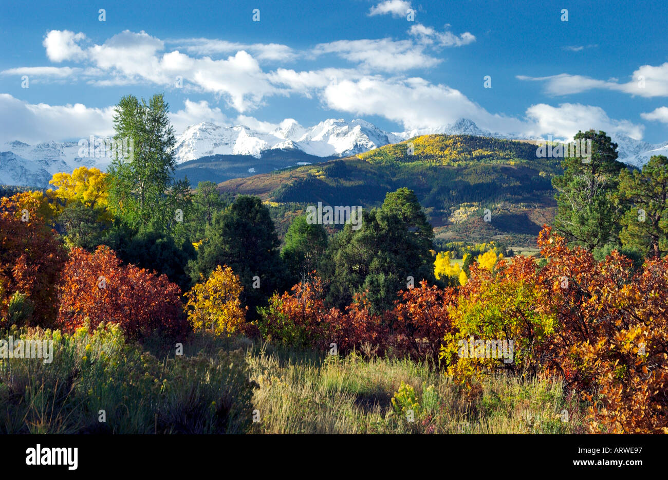 Fall foliage at Dallas Divide near Ridgeway Colorado USA Stock Photo ...