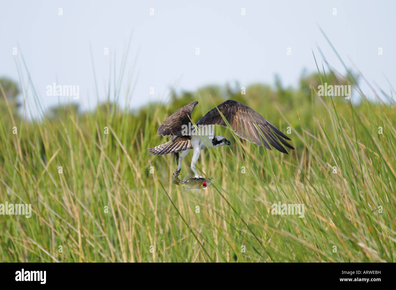 Osprey florida hi-res stock photography and images - Alamy