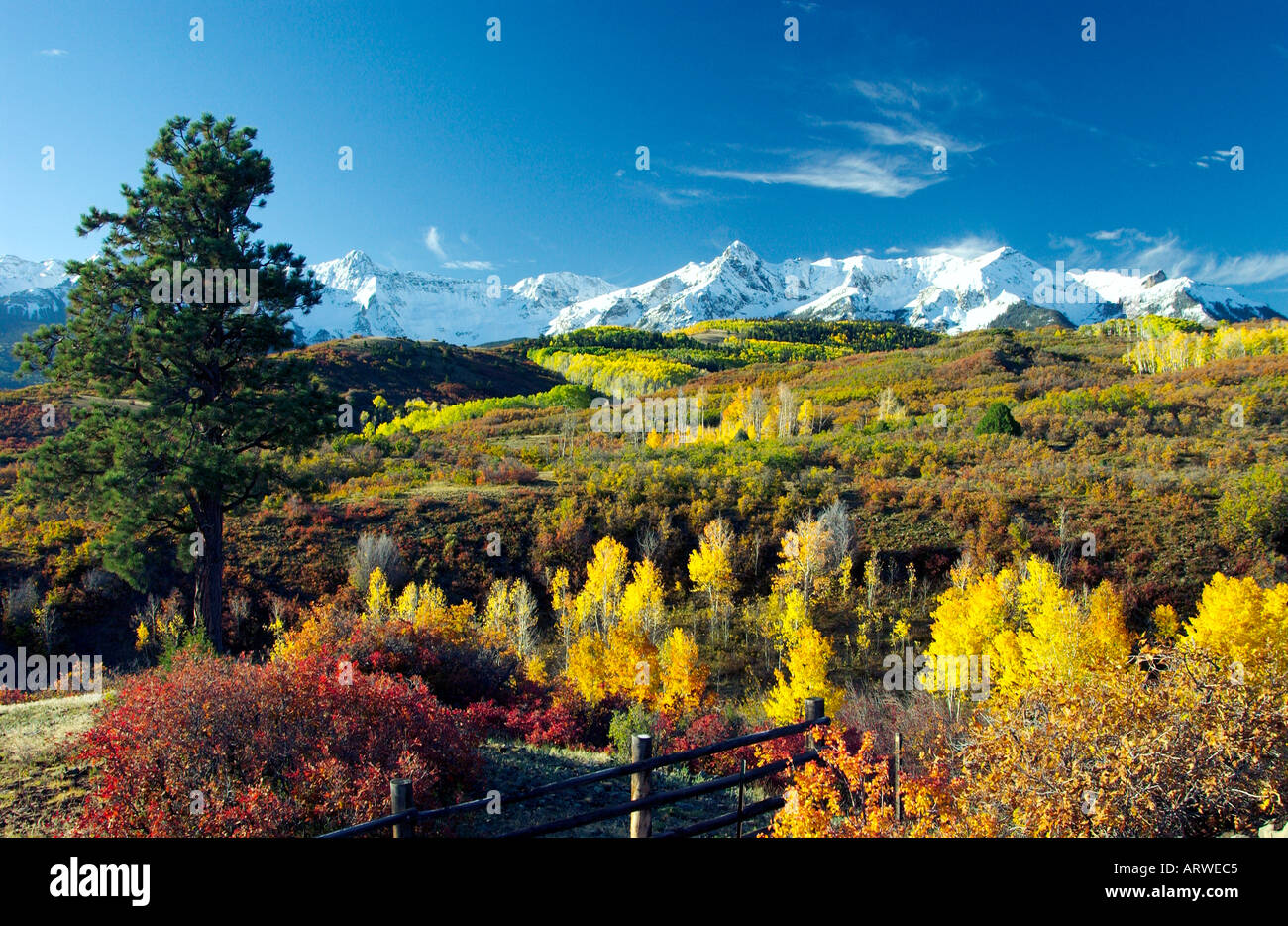 Fall foliage at Dallas Divide Colorado USA Stock Photo - Alamy