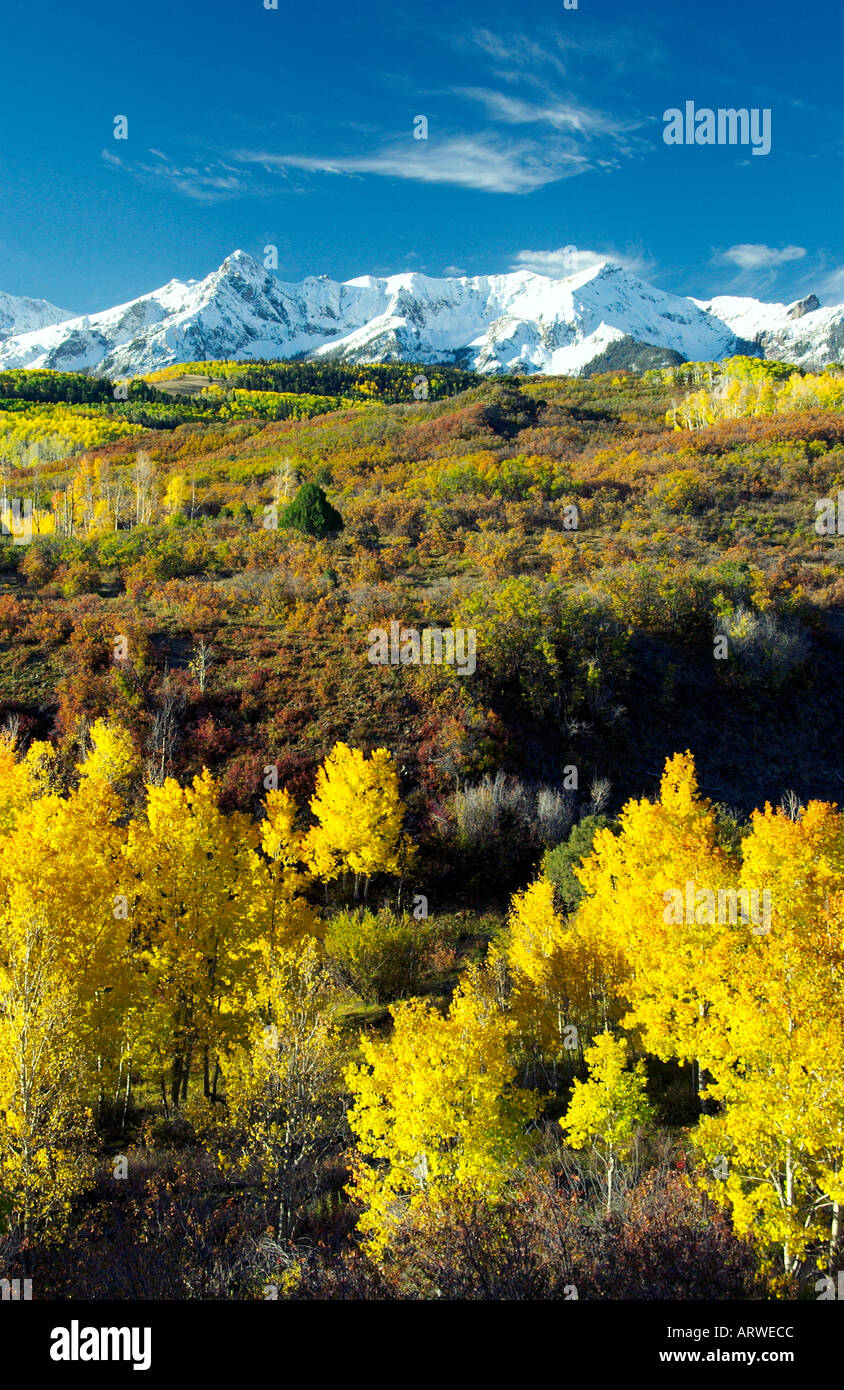 Fall foliage at Dallas Divide Colorado USA Stock Photo - Alamy