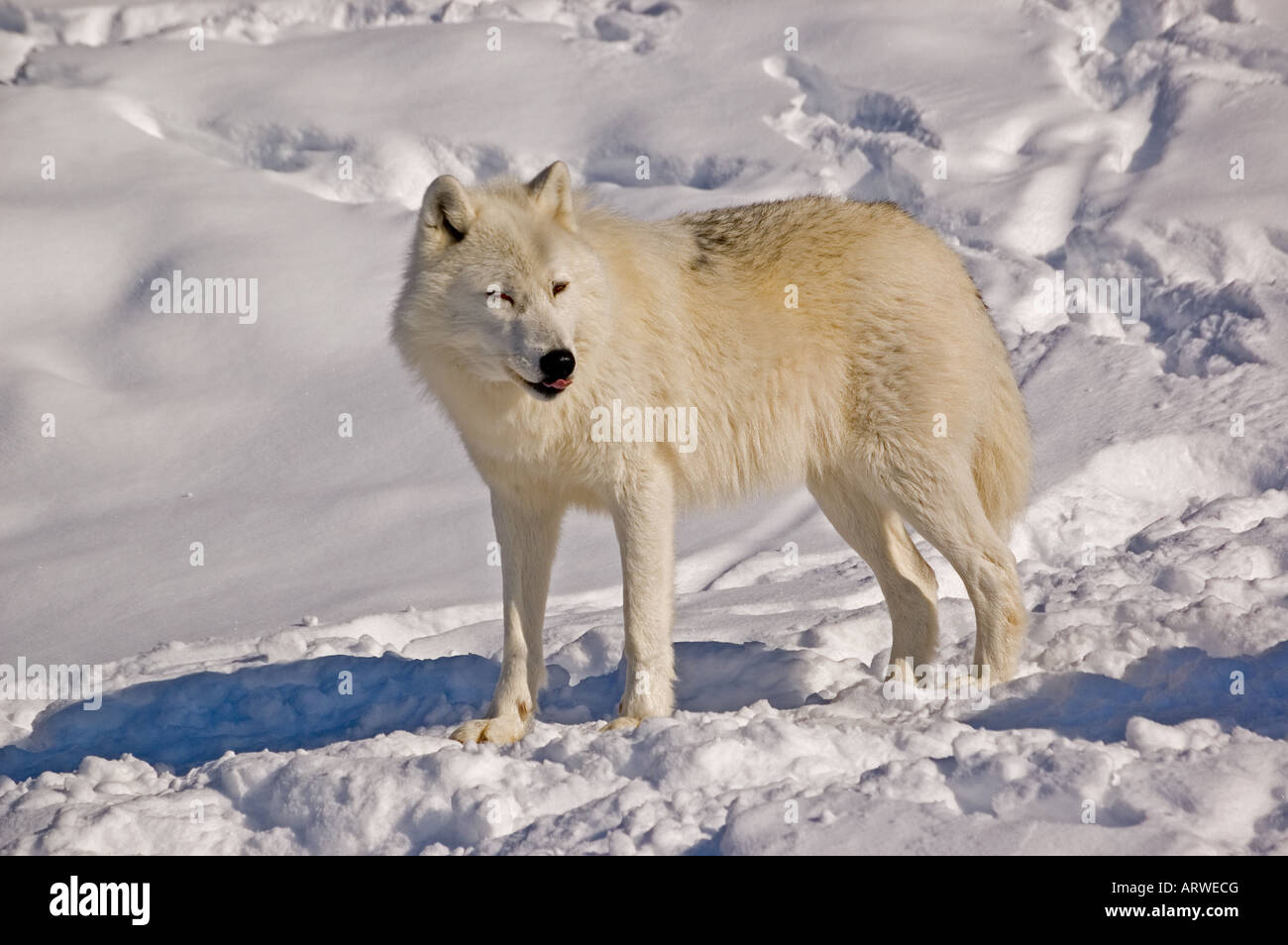 Arctic wolf hi-res stock photography and images - Alamy