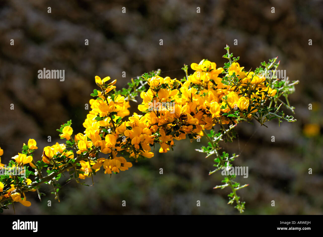 Broom, Cytisus scoparius Stock Photo - Alamy