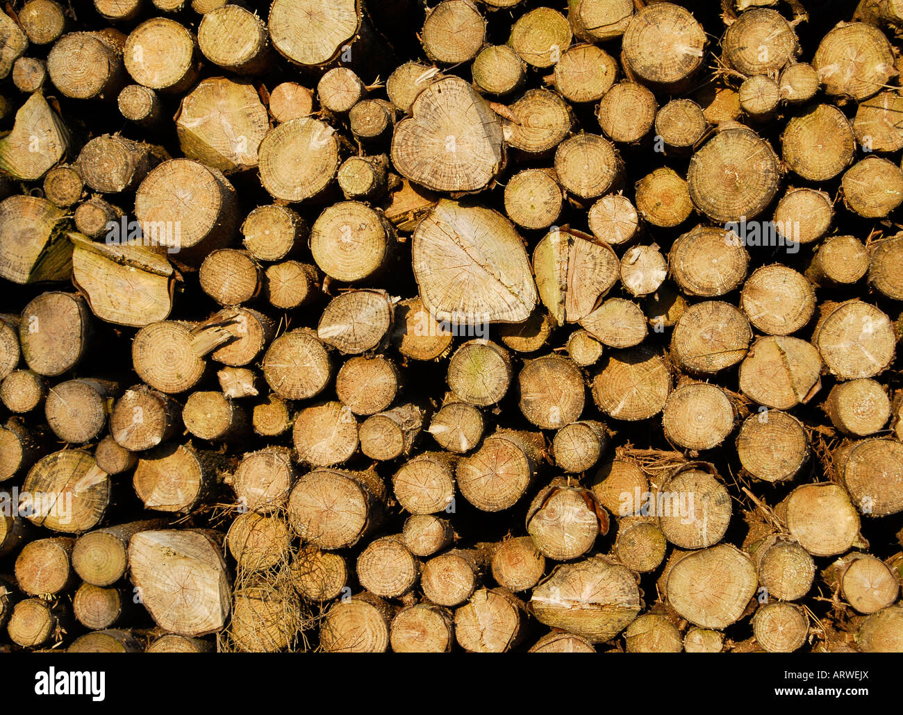 Log Pile, Stocks Reservoir, Gisburn Forest, Lancashire, England Stock ...