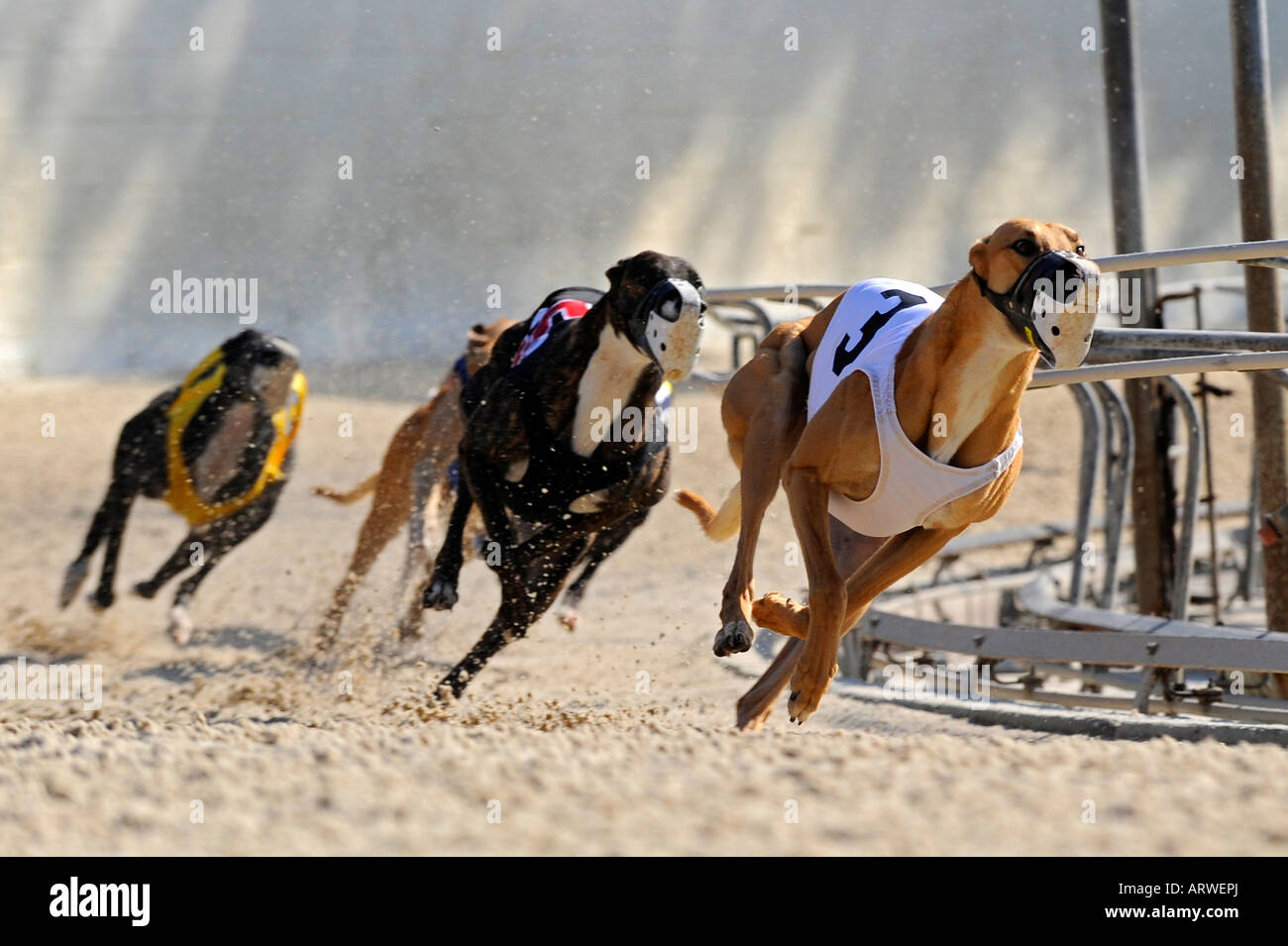 Greyhound dog racing at Fort Myers Naples dog track Florida Stock Photo ...