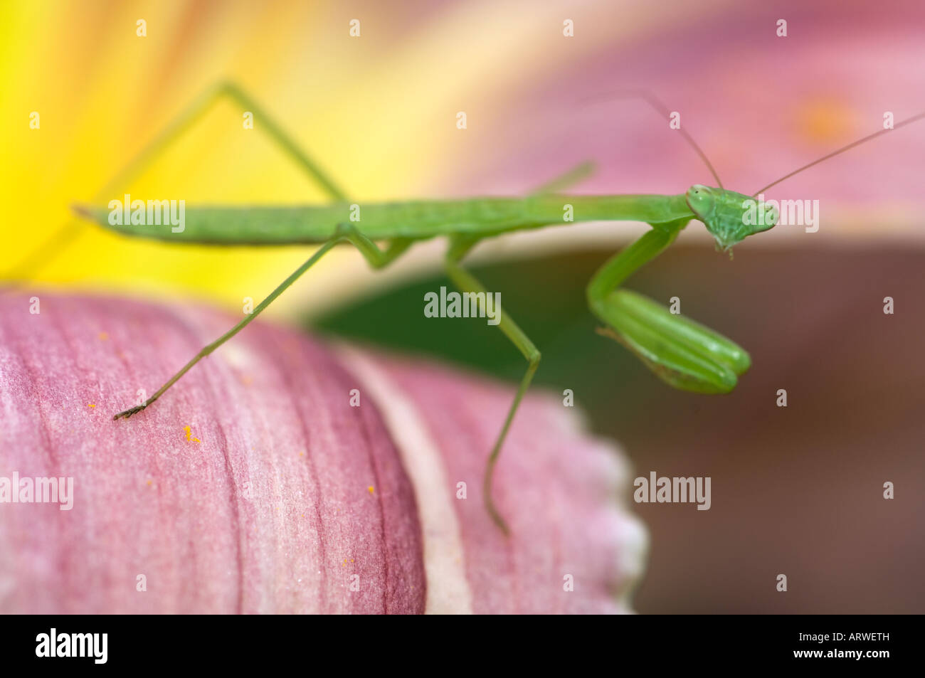Praying Mantis Mantis religiosa in a spring garden Pennsylvania USA ...