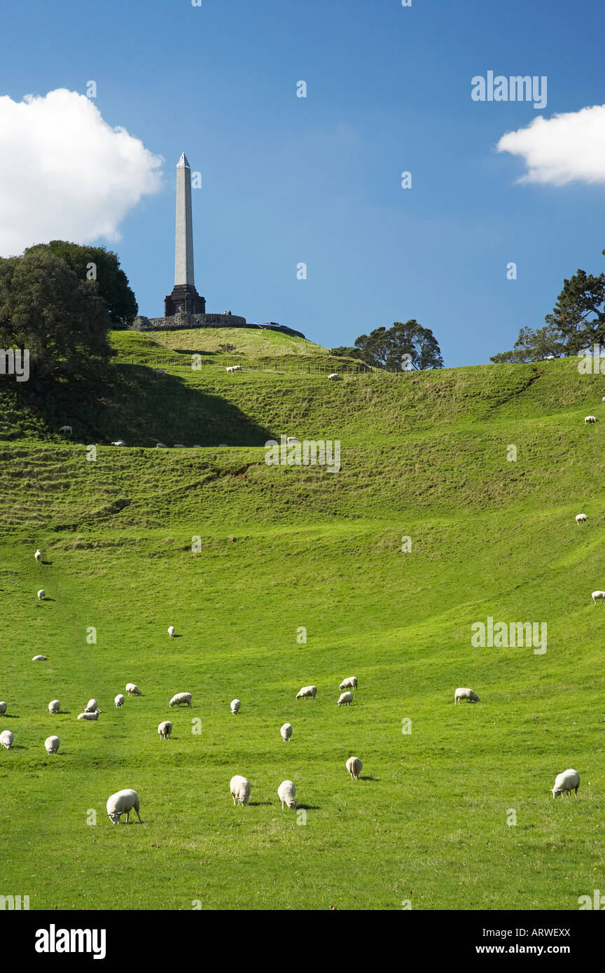 Sheep and Obelisk One Tree Hill Domain Auckland North Island New ...