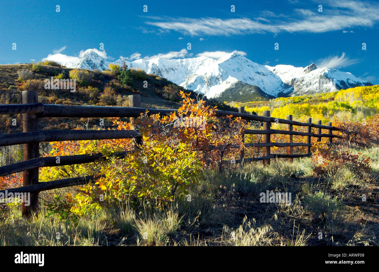 Fall foliage at Dallas Divide Colorado USA Stock Photo - Alamy
