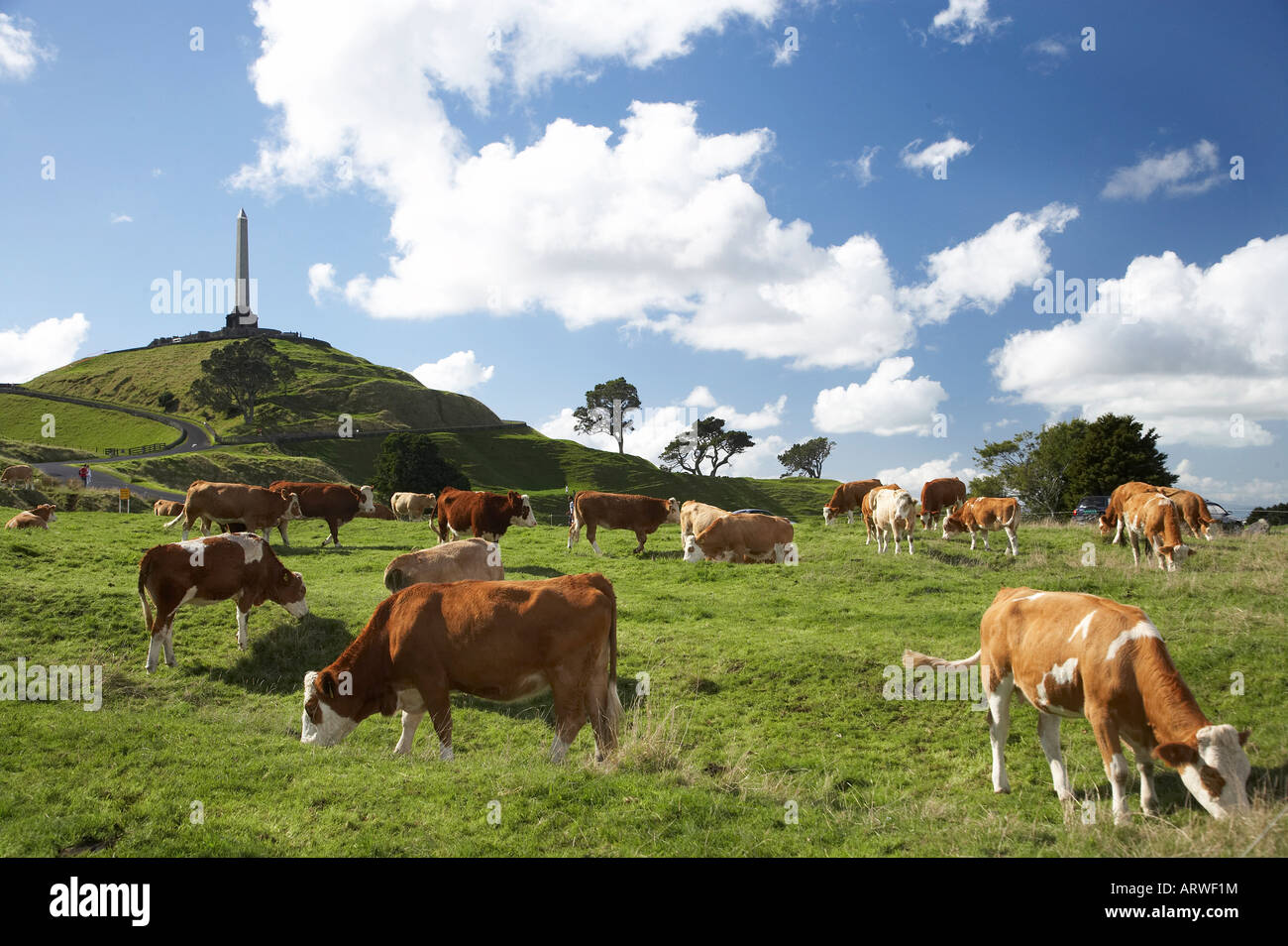 Cows and Obelisk One Tree Hill Domain Auckland North Island New Zealand ...