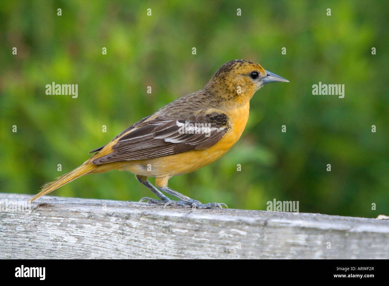 Female Baltimore oriole (Icterus galbula) portrait Stock Photo - Alamy