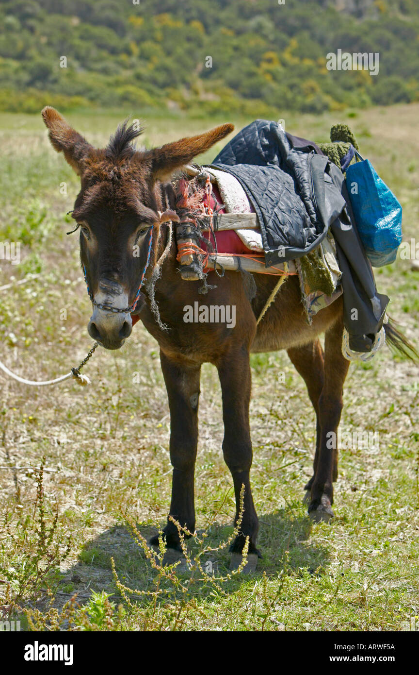 Northern Cyprus, Karpaz Peninsular. Working Donkey Stock Photo - Alamy