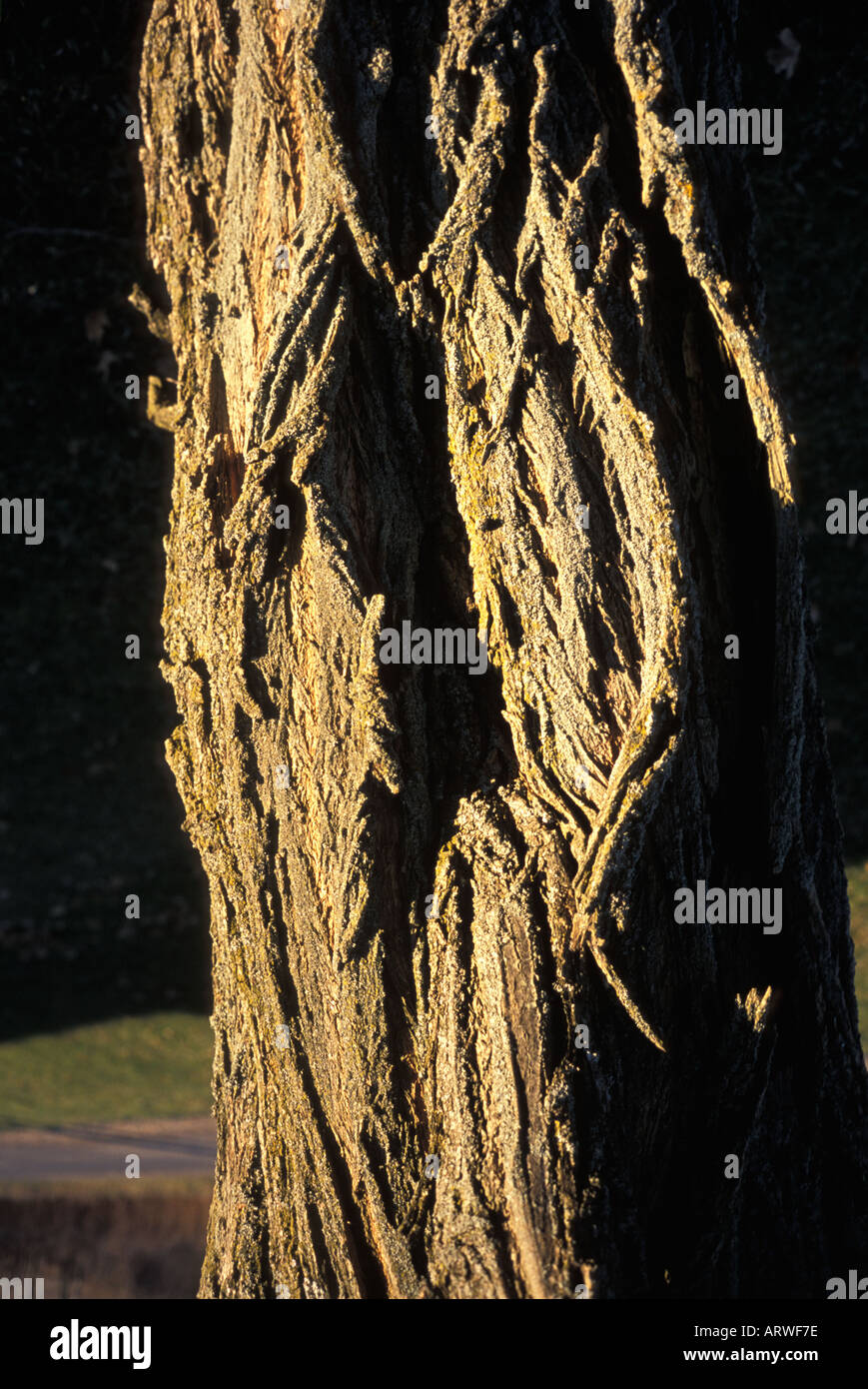Deep furrows in the bark of an old hardwood tree at sunset Stock Photo ...