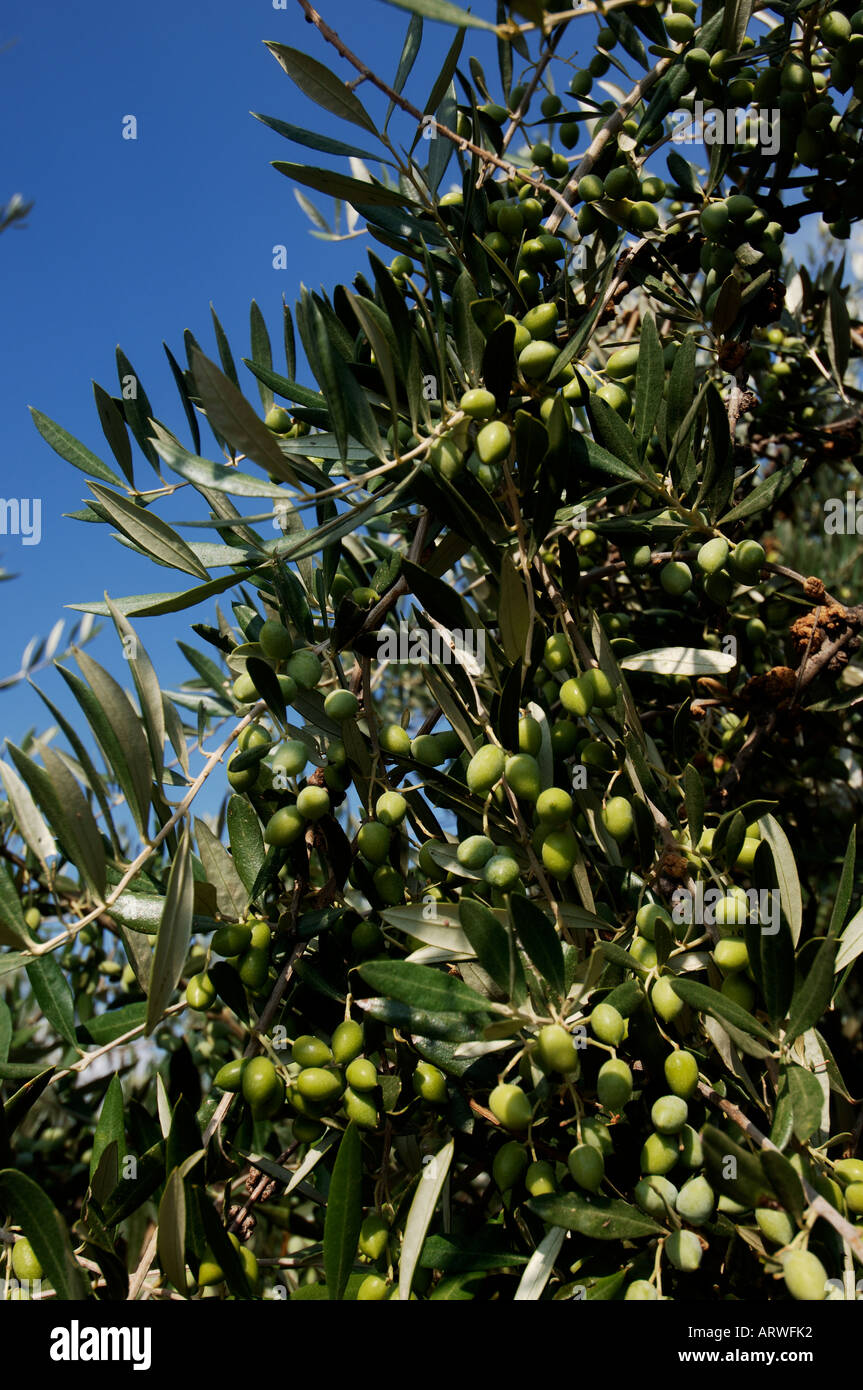 Crete olive tree Stock Photo - Alamy