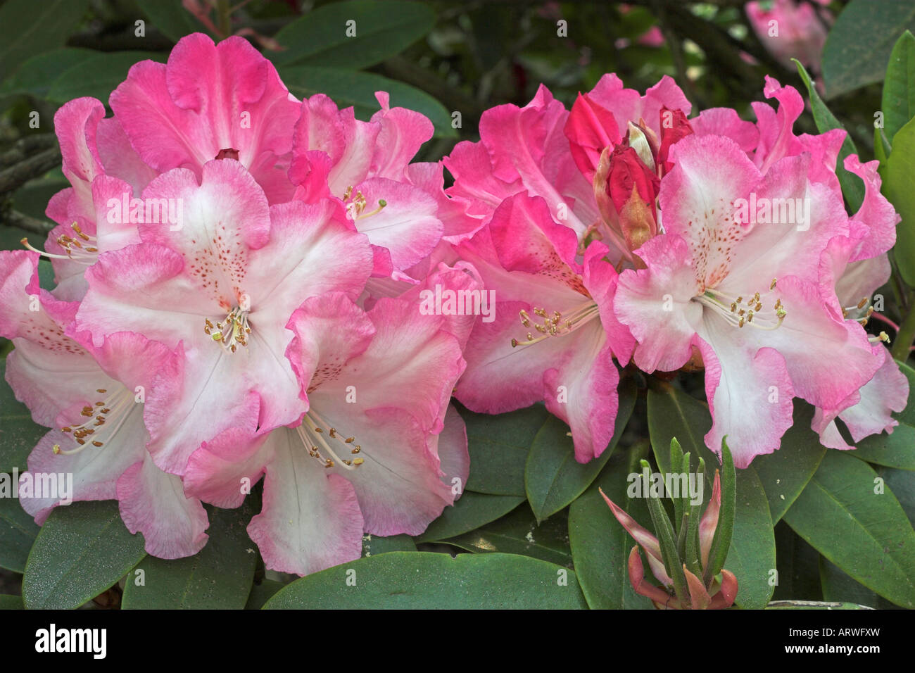 Pink and White Rhododendron in Full Bloom Stock Photo - Alamy