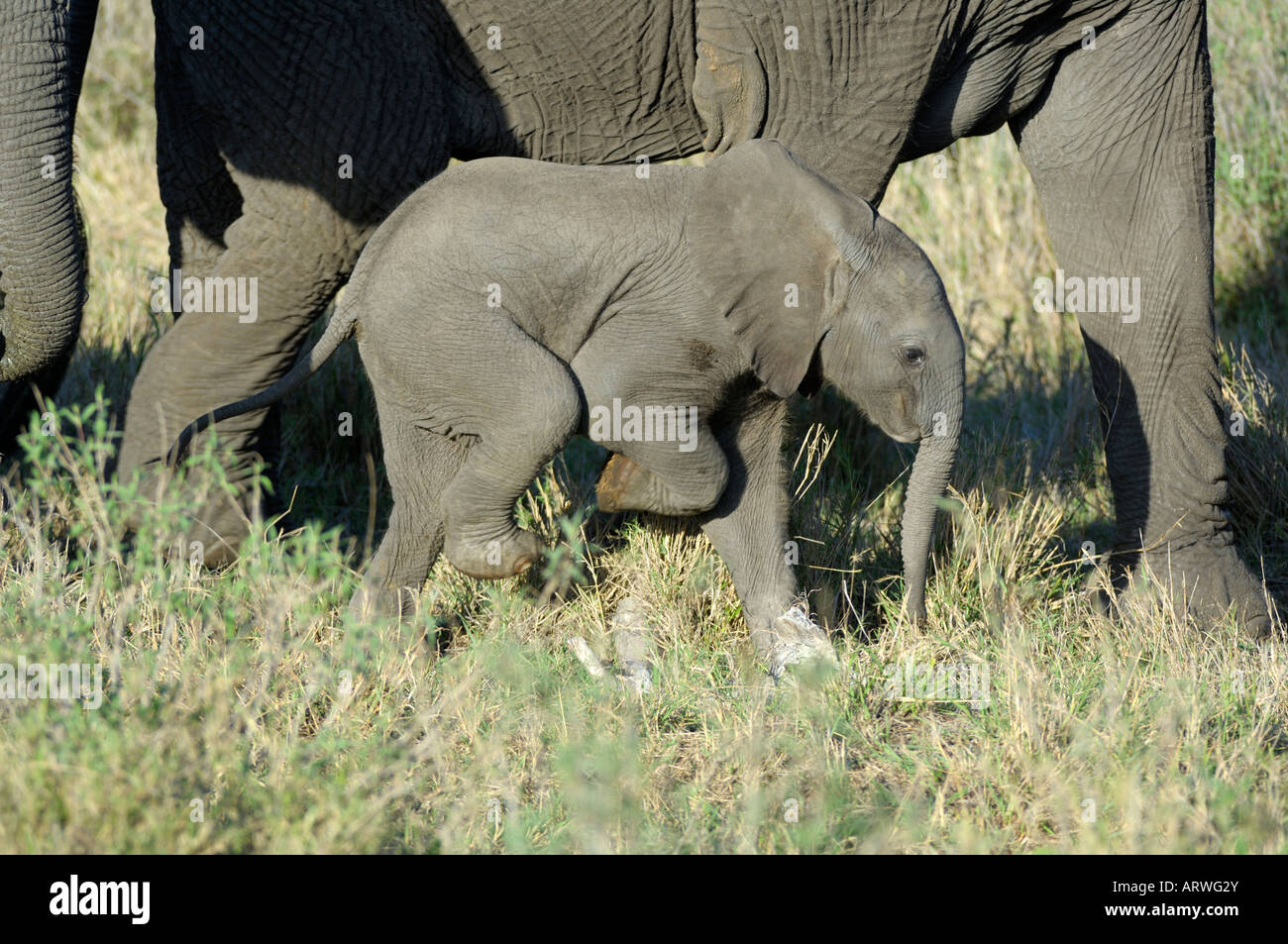 Elephant cubs,a walking Elephant Cub,Serengeti,Tanzania Stock Photo - Alamy