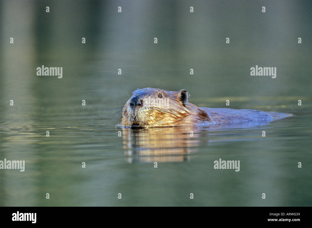 Canadian Beaver portrait Stock Photo - Alamy