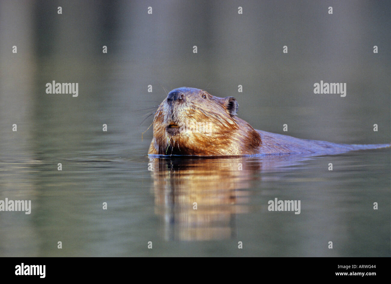 Beaver slide hi-res stock photography and images - Alamy