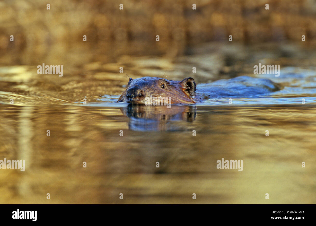 Canadian Beaver swimming Stock Photo - Alamy