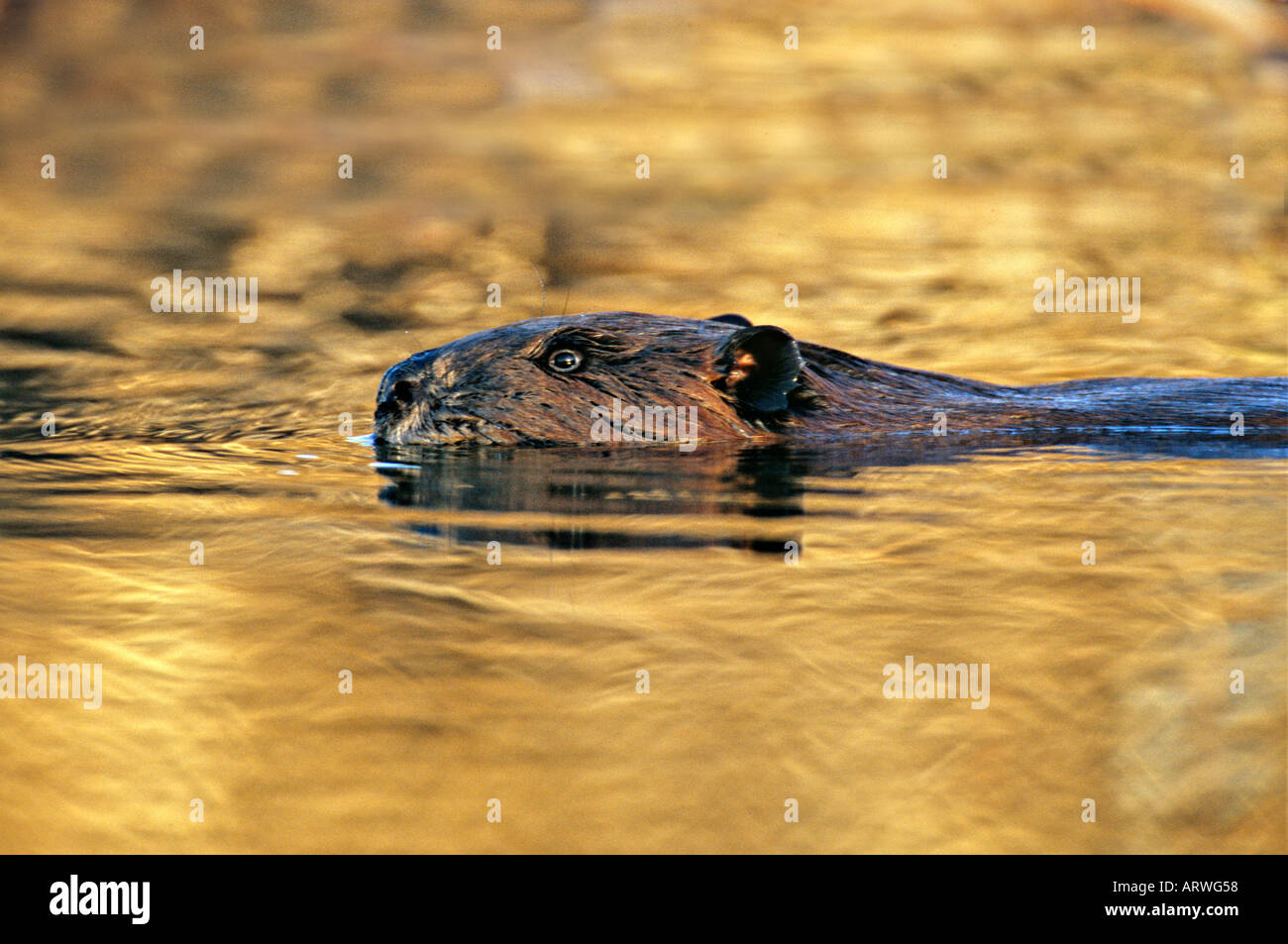 American beaver canadian beaver canadensis hi-res stock photography and ...