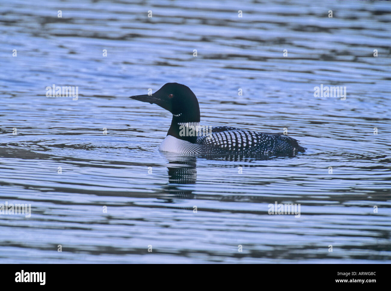 Common loon bird side view hi-res stock photography and images - Alamy