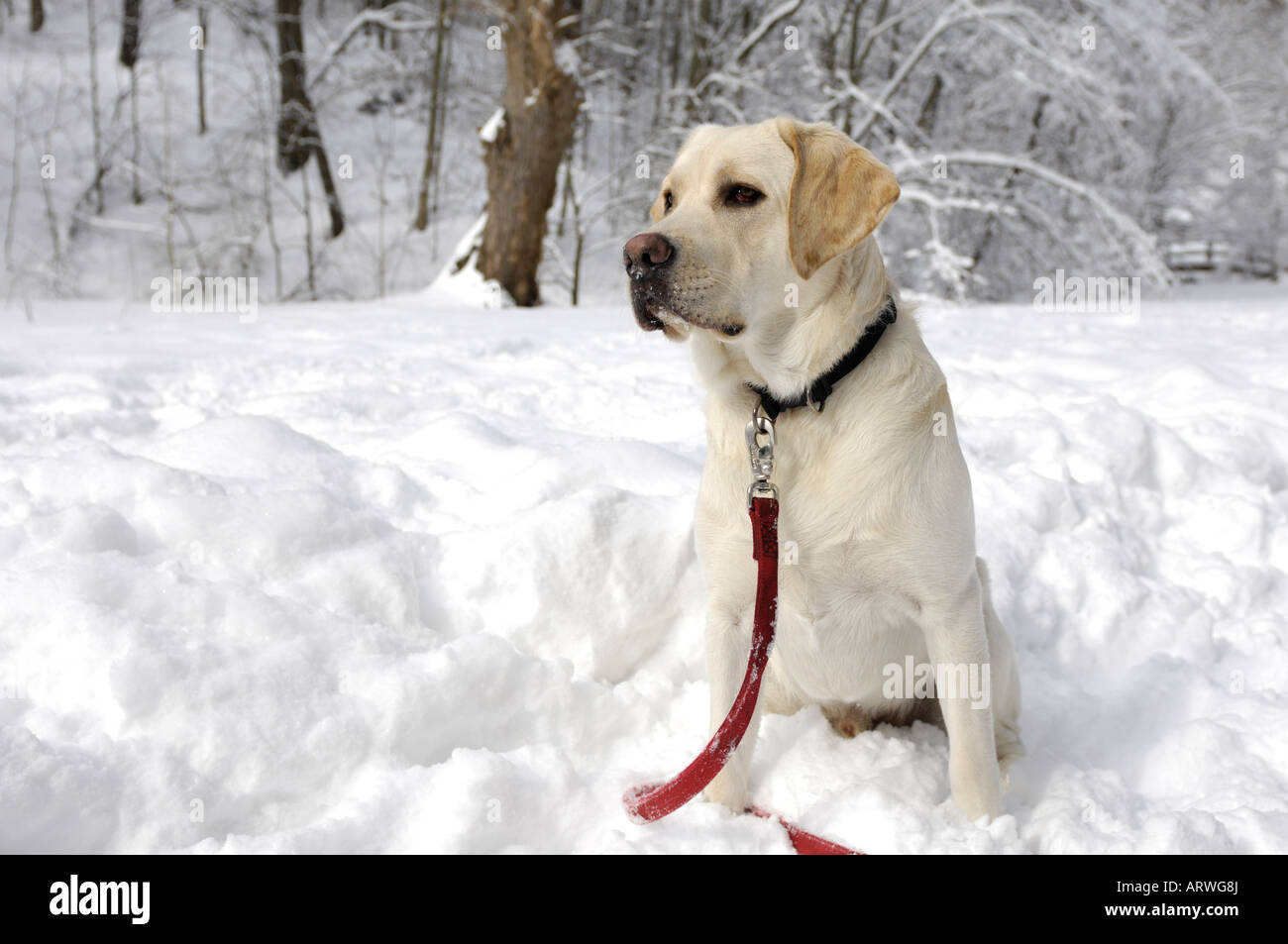Golden retriever labrador dogs hi-res stock photography and images - Alamy