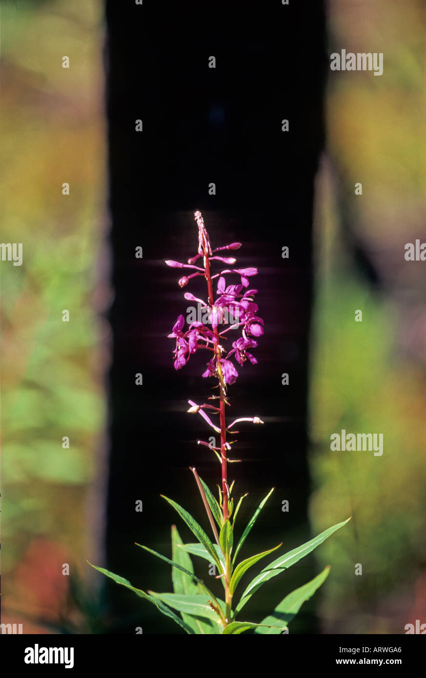 Wild flowers after forest fire hi-res stock photography and images - Alamy