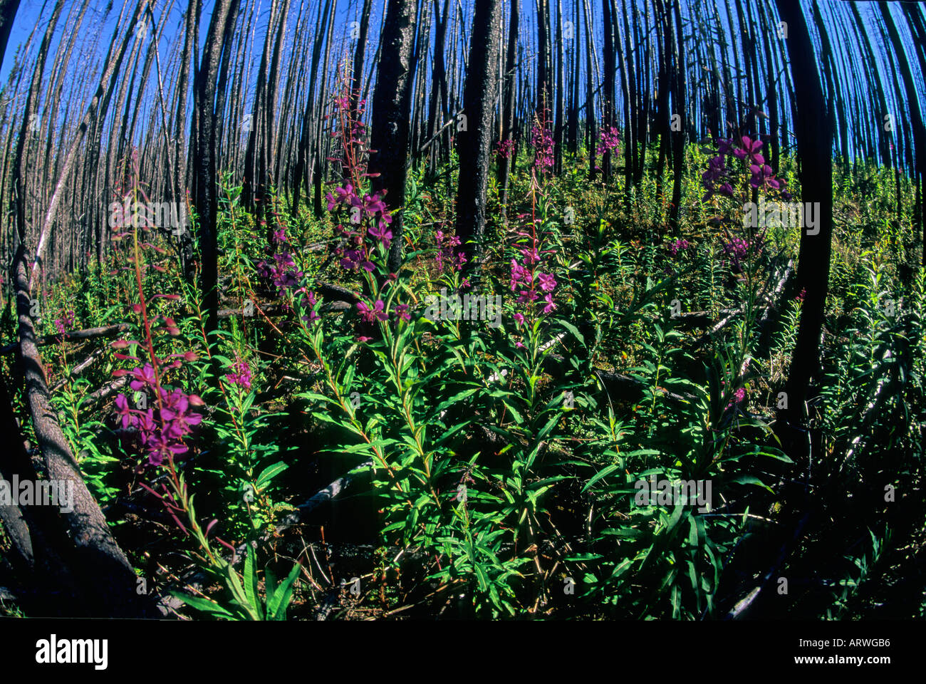Wild flowers after forest fire hi-res stock photography and images - Alamy