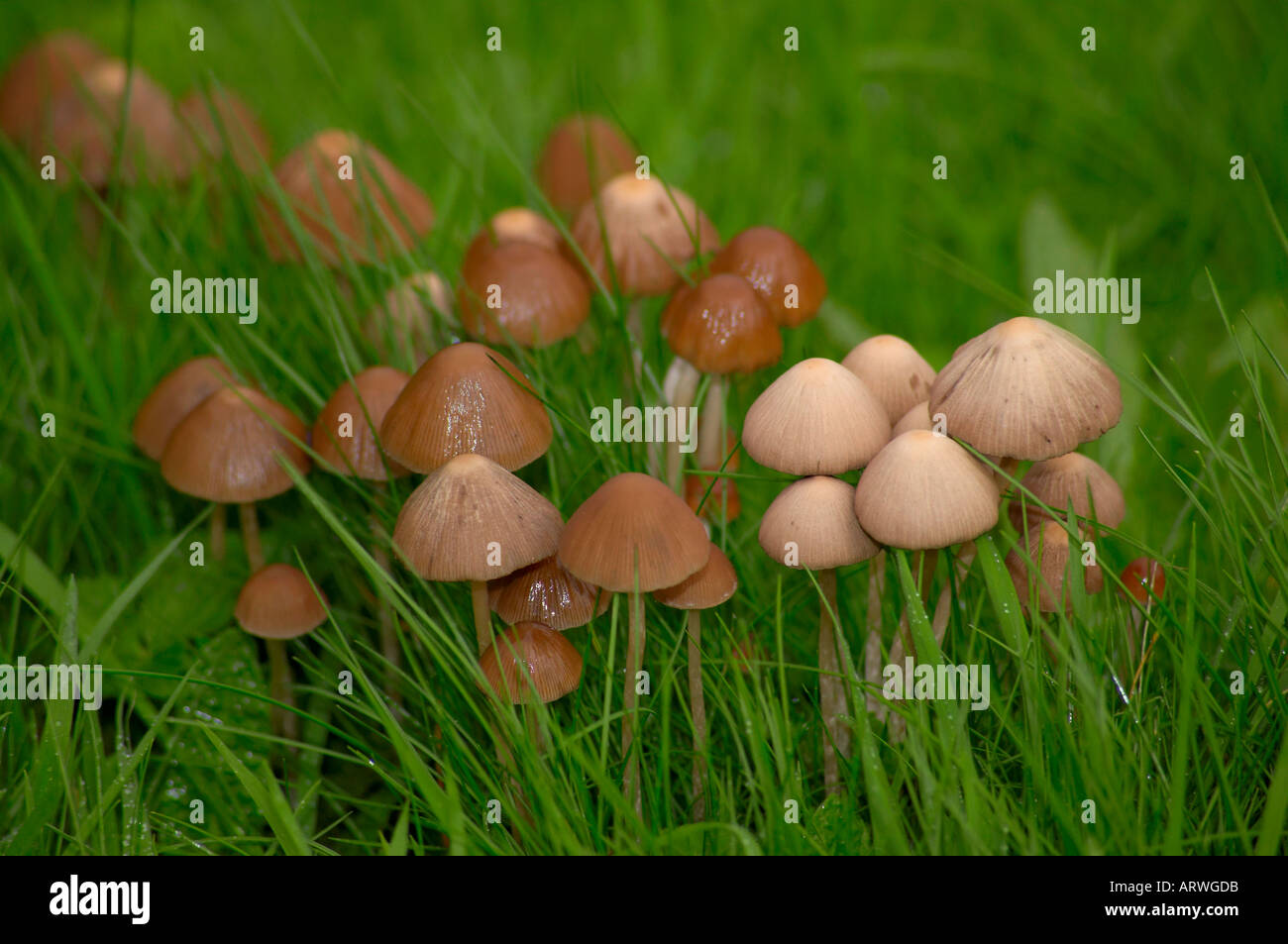 Species fungi hi-res stock photography and images - Alamy
