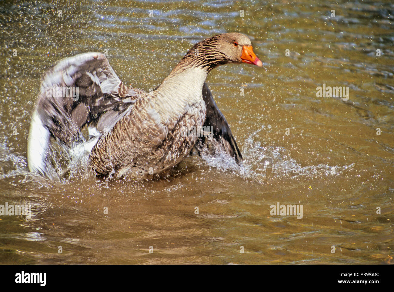 Splashing bird hi-res stock photography and images - Alamy
