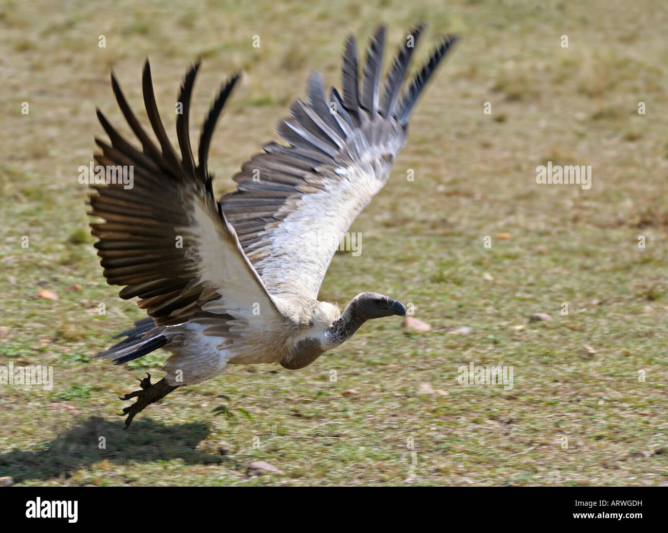 Vultures,a vulture in flight,Masai Mara,Kenya Stock Photo - Alamy