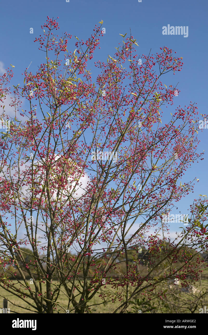 Spindleberry hi-res stock photography and images - Alamy