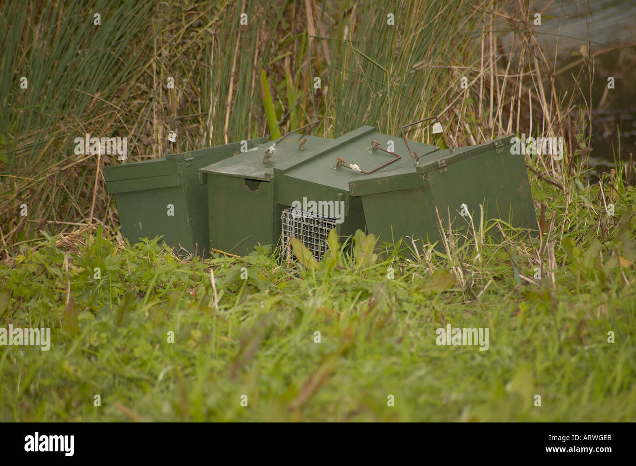 Green metal traps set by reed beds up to monitor Water Vole (Arvicola ...