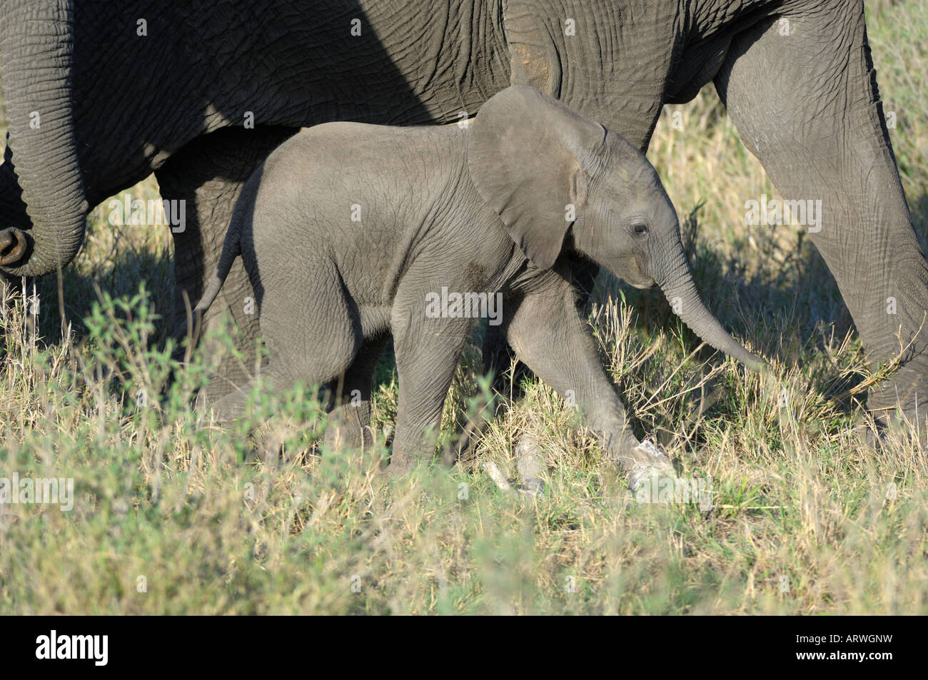 Elephant cubs,a walking Elephant Cub,Serengeti,Tanzania Stock Photo - Alamy